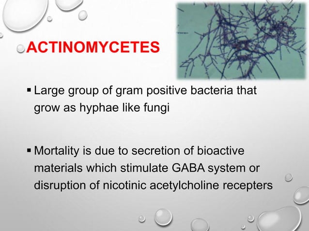 microbial insecticides | PPT microbial insecticides | PPT