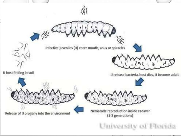 microbial insecticides | PPT microbial insecticides | PPT