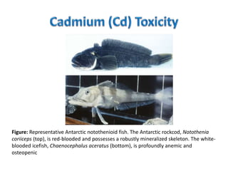 Toxic Components of the Diet of Teleosts | PPTX