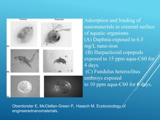 Toxic effect of nanoparticles on aquatic organisms | PPTX