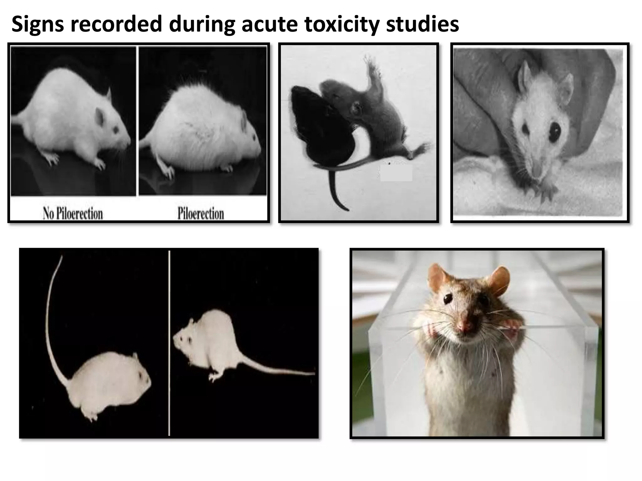 Toxicity studies | PPTX