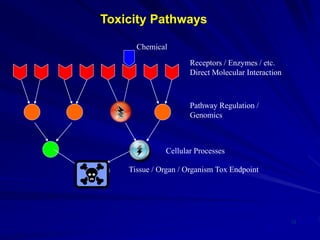 Toxicity testing | PPT