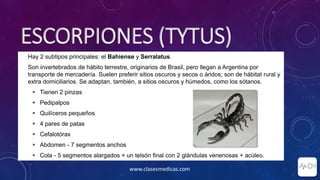 Escorpiones | PPTX