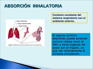 Toxicocinética y toxicodinamia | PPT