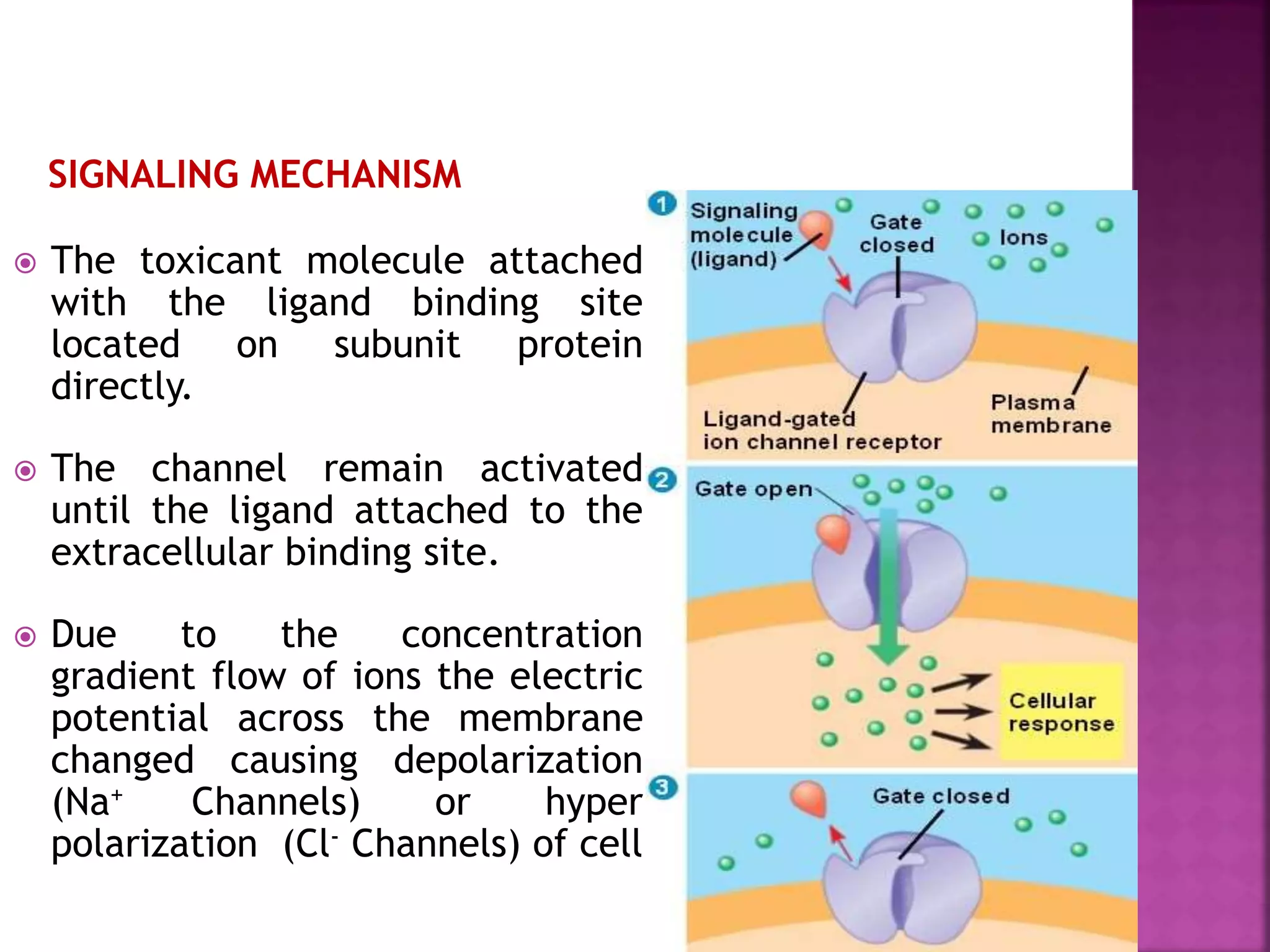 Toxicodynamics or pharmacodynamics | PPTX
