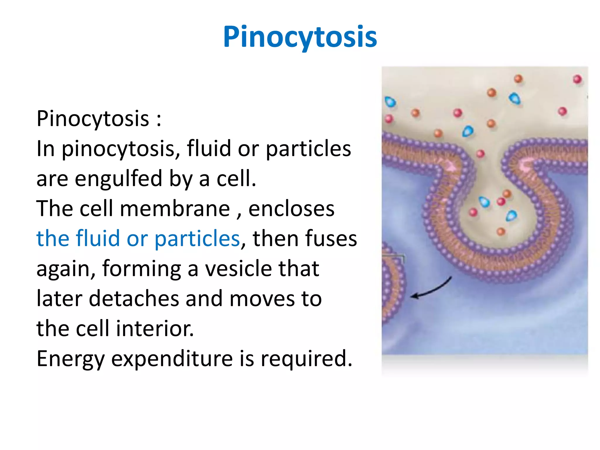 Toxicokinetics | PPTX