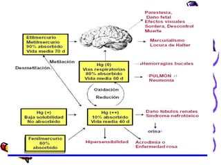 TOXICOLOGIA MERCURIO | PPT