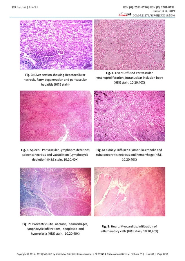 Toxicological_and_Pathological_Effects_Mycotoxins_Poultry.pdf
