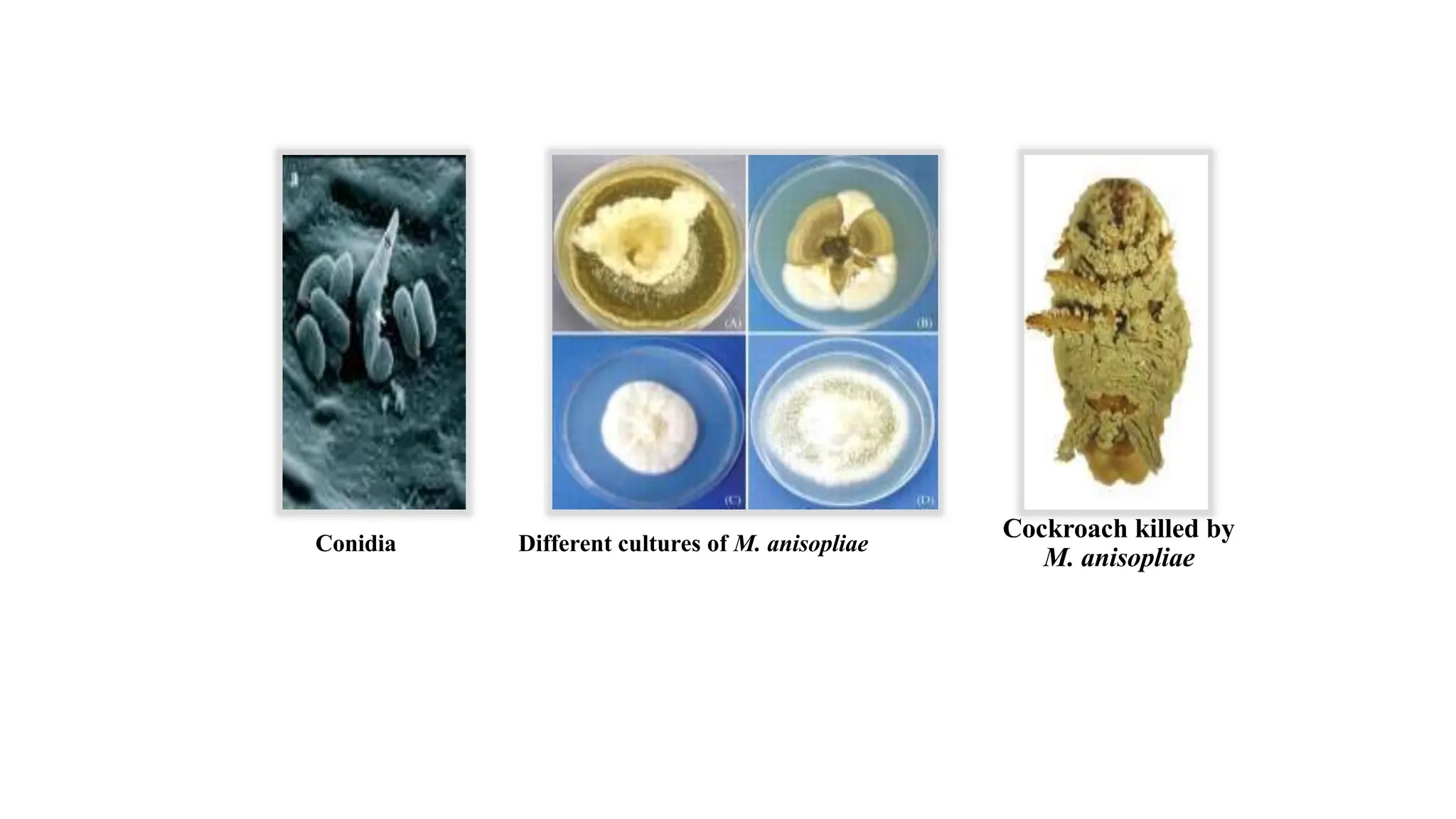 Developments in newer molecules of insecticide the modes of action and ...