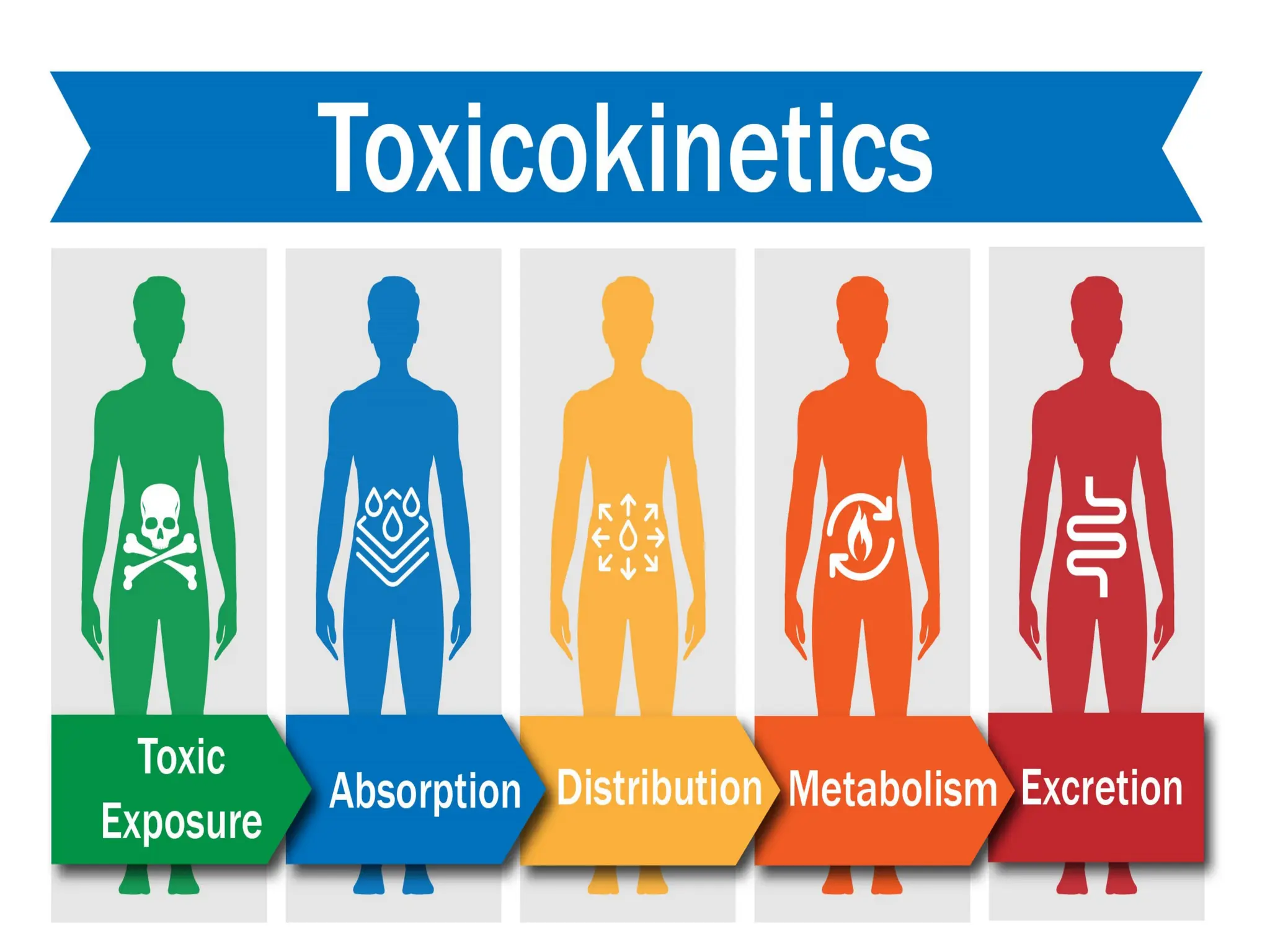 toxicological kinetics (absorption to extraction toxin from body | PPT