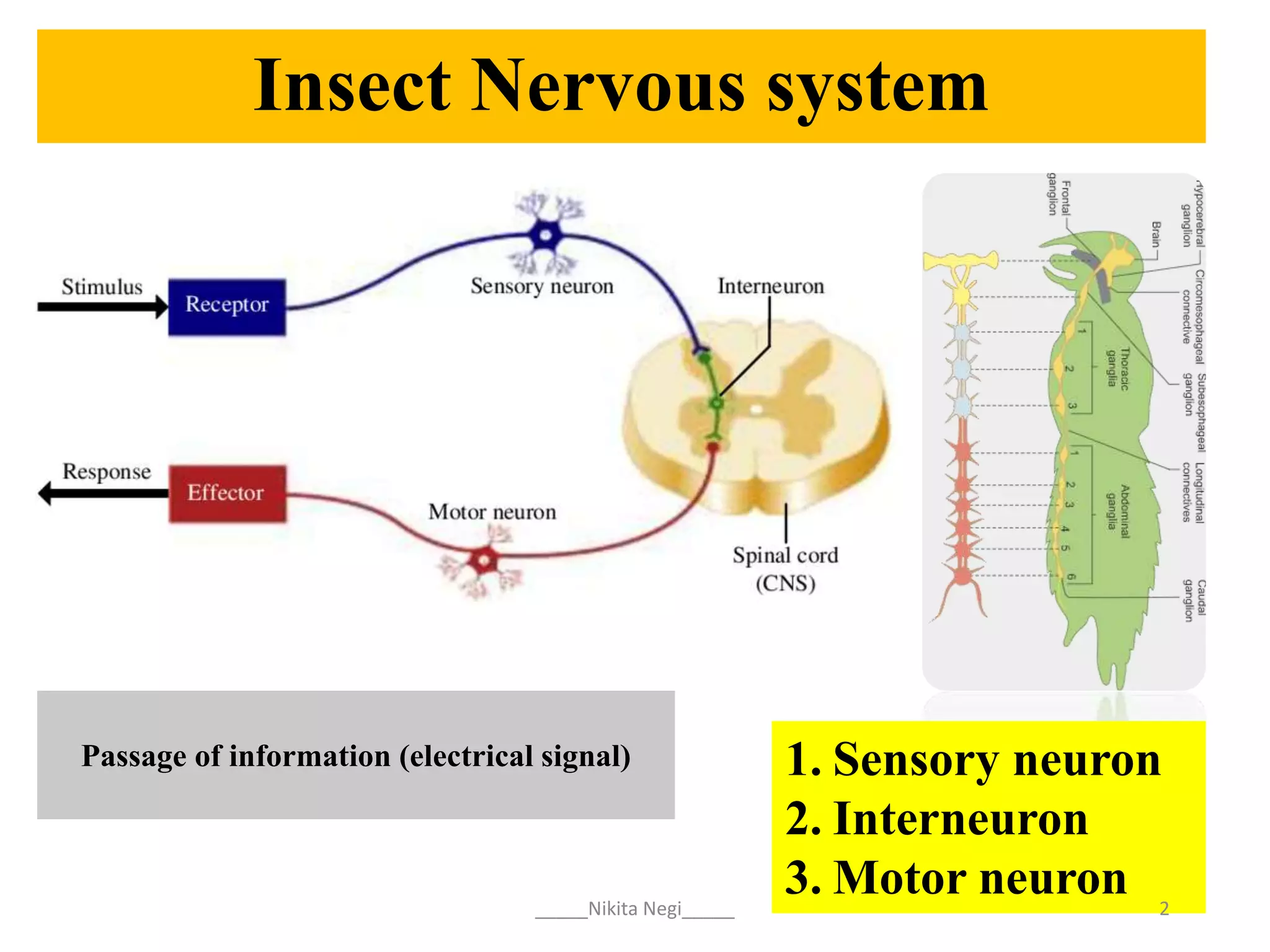 Biochemical and physiological target sites of insecticides on insect | PPTX
