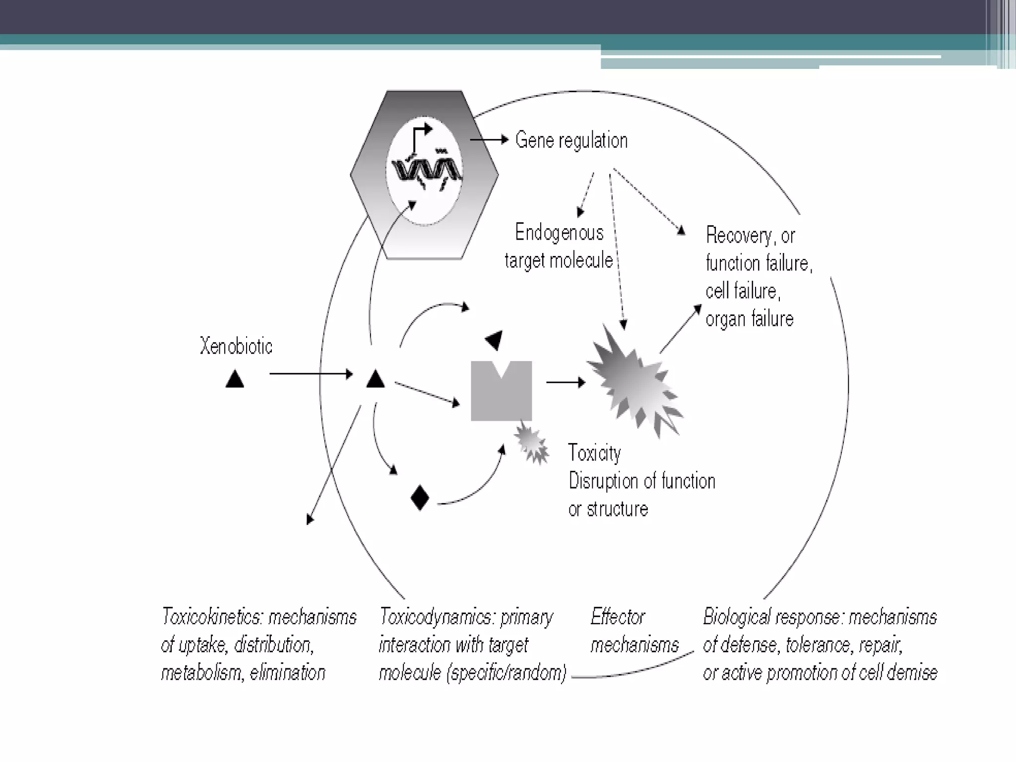 Toxicology and its types by Kashikant Yadav | PPTX