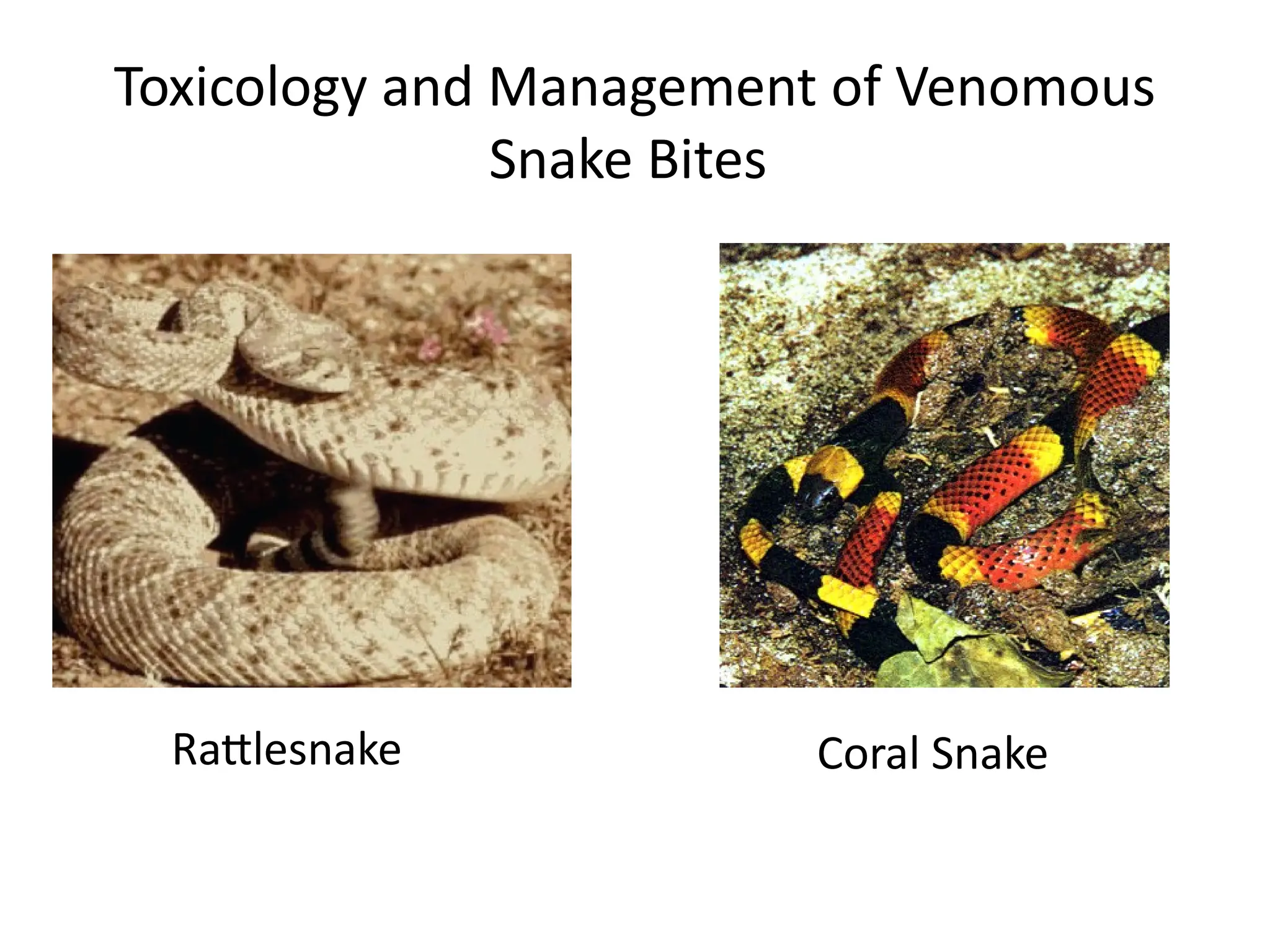 Toxicology and Management of Venomous Snake Bites 2025.pptx