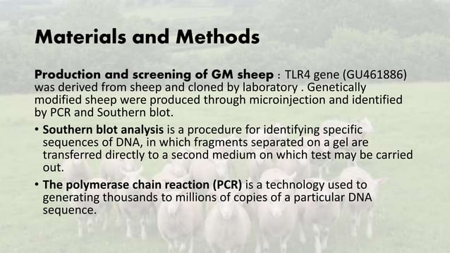 Toxicology of genetically modified sheep meat | PPT