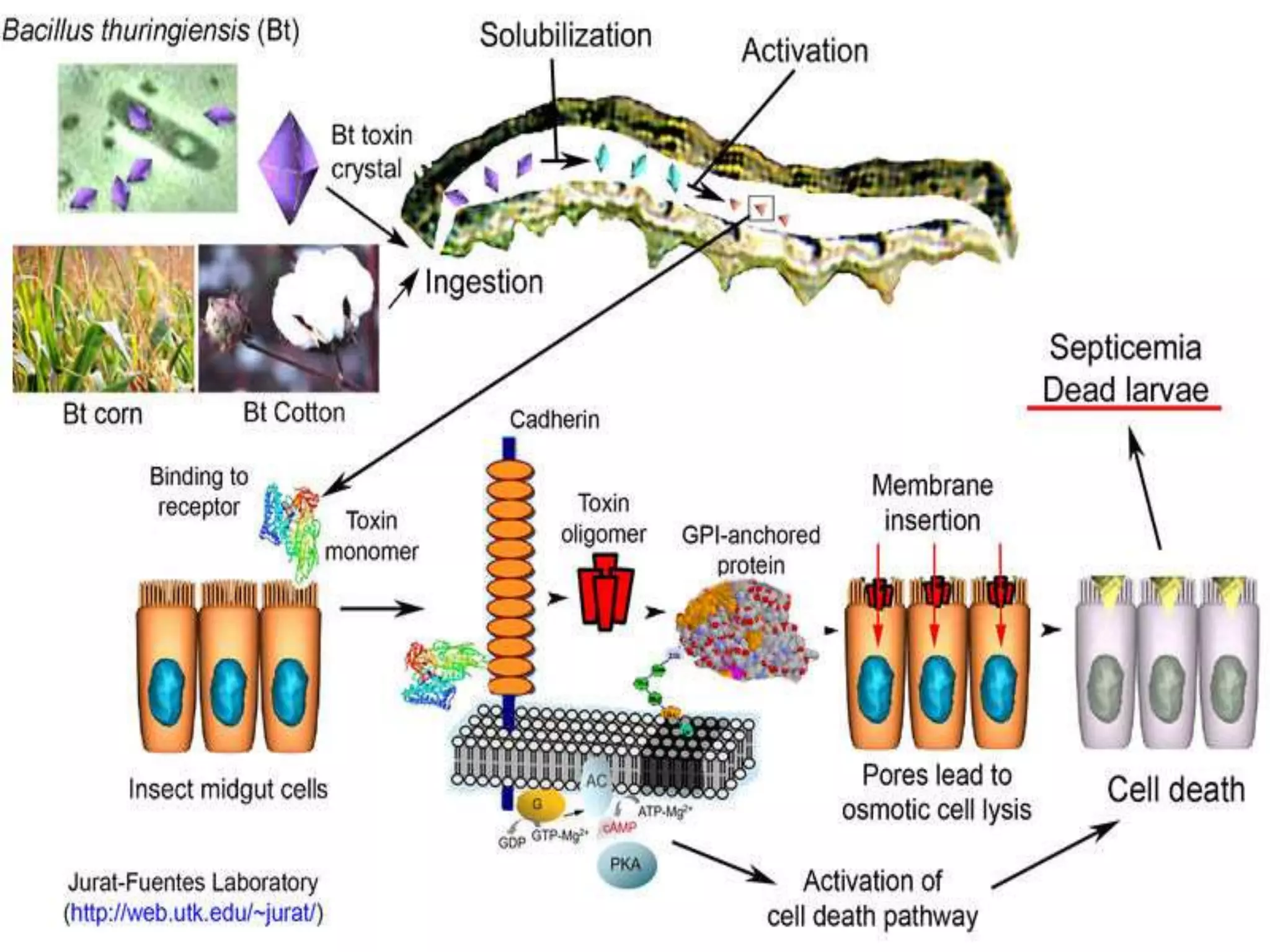 CLASSIFICATION OF INSECTICIDES AND THEIR MODE OF ACTION | PPTX