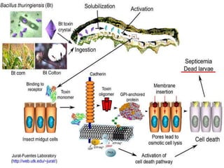 CLASSIFICATION OF INSECTICIDES AND THEIR MODE OF ACTION | PPTX