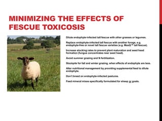 Toxic palnts | PPTX