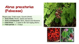 Toxic plants.pptx