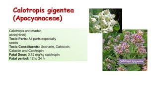 Toxic plants.pptx
