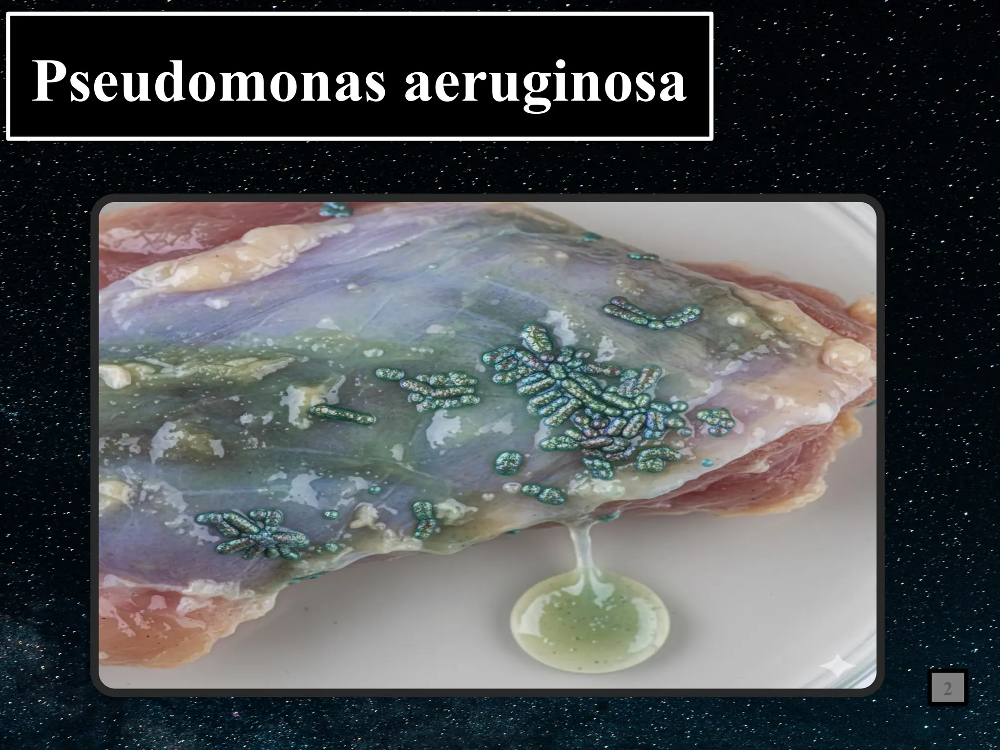 Pseudomonas aeruginosa salmonella shigella food spoilage and pathogens ...
