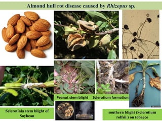 IMPORTANCES OF MICROBIAL TOXINS IN PLANT DISEASES.pptx