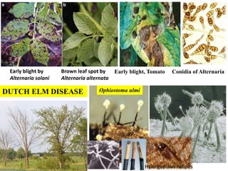 IMPORTANCES OF MICROBIAL TOXINS IN PLANT DISEASES.pptx