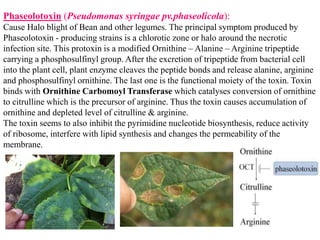 IMPORTANCES OF MICROBIAL TOXINS IN PLANT DISEASES.pptx