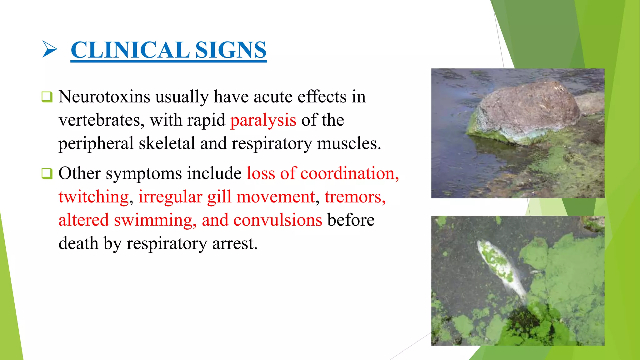 fish diseases caused by toxins | PPTX