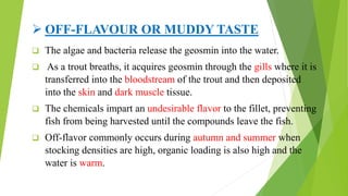 fish diseases caused by toxins | PPTX