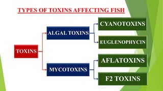 fish diseases caused by toxins | PPTX