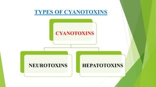 fish diseases caused by toxins | PPTX