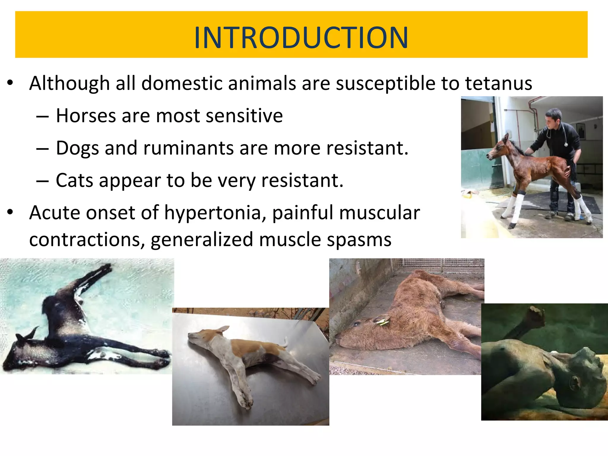 Toxins of Clostridium tetani | PPT