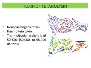 Toxins of Clostridium tetani | PPT