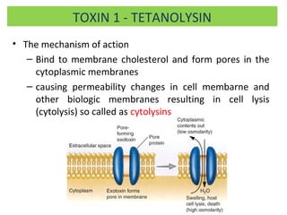 Toxins of Clostridium tetani | PPT