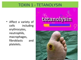 Toxins of Clostridium tetani | PPT