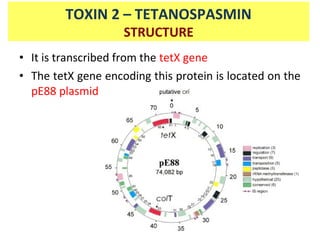 Toxins of Clostridium tetani | PPT