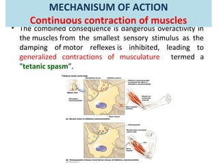 Toxins of Clostridium tetani | PPT