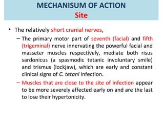 Toxins of Clostridium tetani | PPT