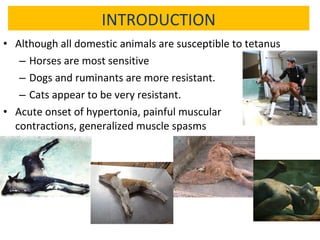 Toxins of Clostridium tetani | PPT