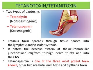 Toxins of Clostridium tetani | PPT