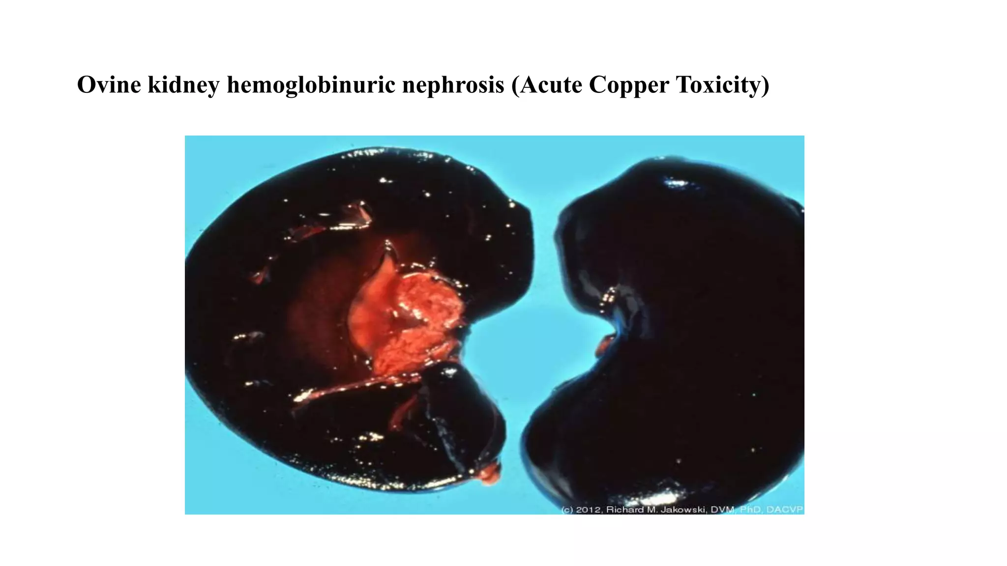 Toxipath final | PPT