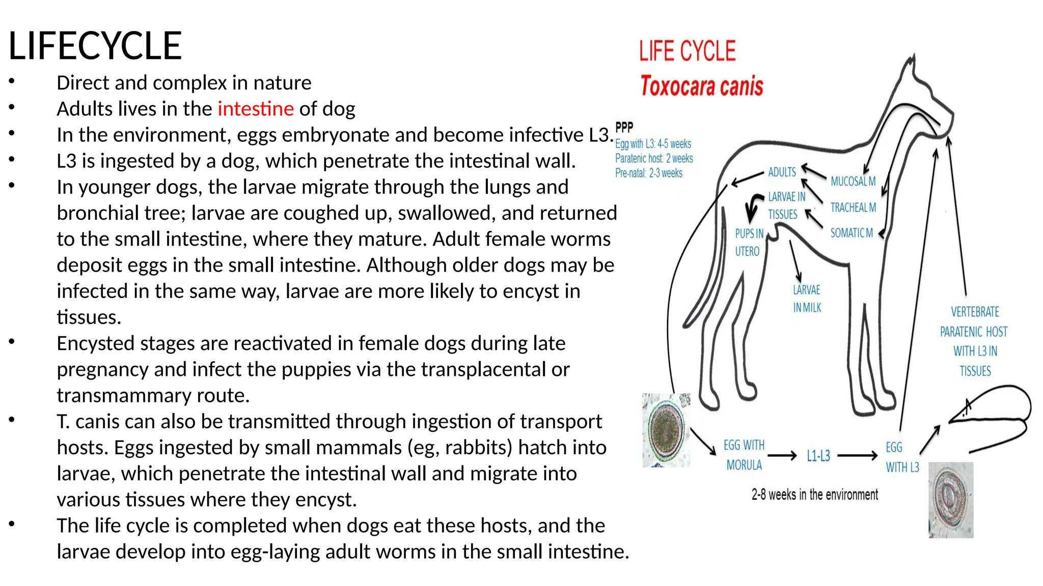 Toxocara Ova Dog