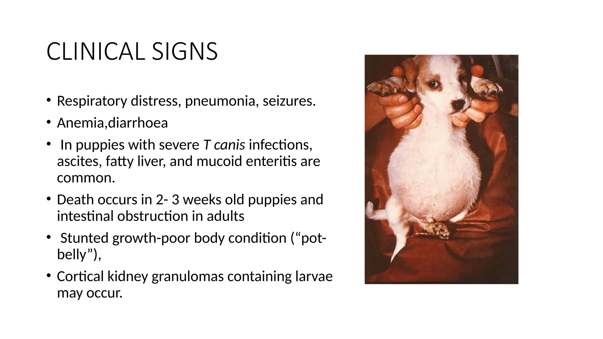 Toxocara canis in DOG:Etiology, lifecycle, clinical signs,diagnosis and ...
