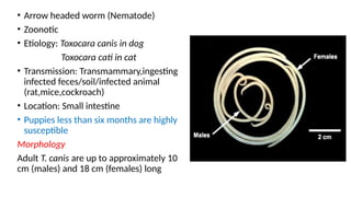 Toxocara canis in DOG:Etiology, lifecycle, clinical signs,diagnosis and treatment | PPT