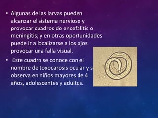 Toxocariasis | PPT