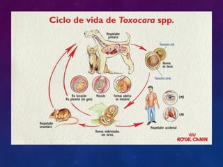 Toxocariasis | PPT