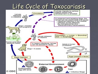 Toxocara Cati Life Cycle