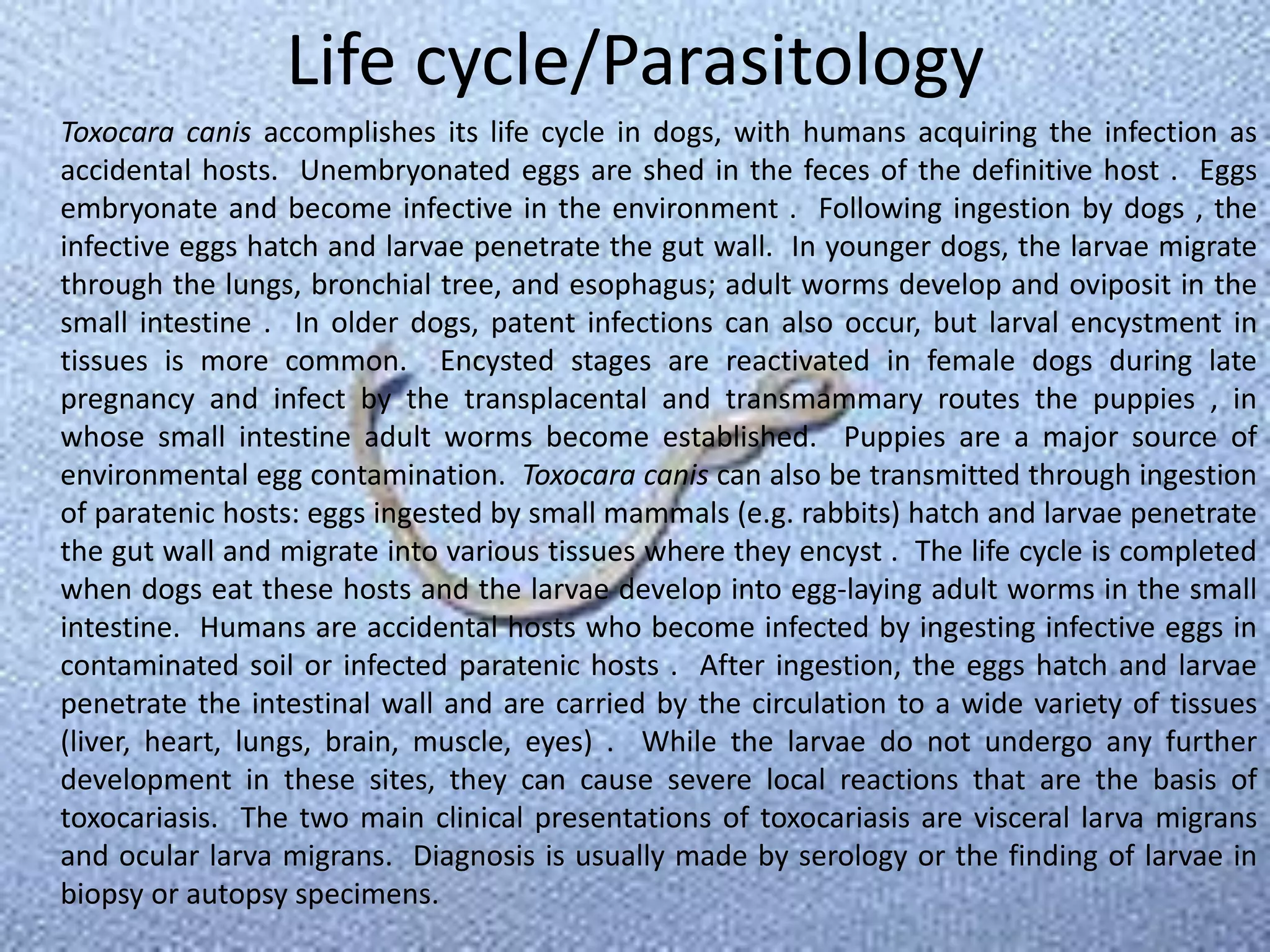 Toxocariasis | PDF