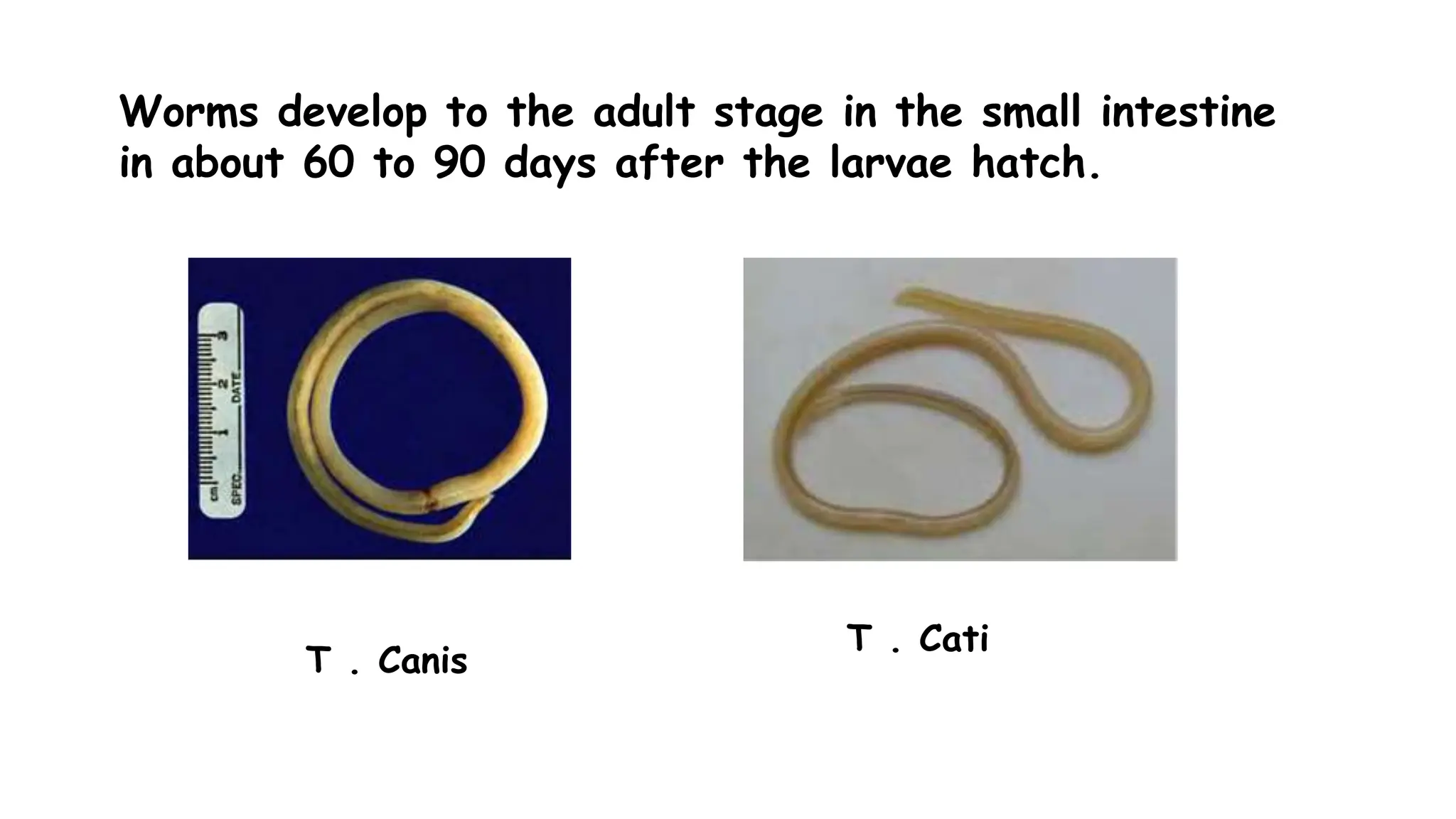 TOXOCARIASIS.pptx in depth review of toxocariasis | PPTX