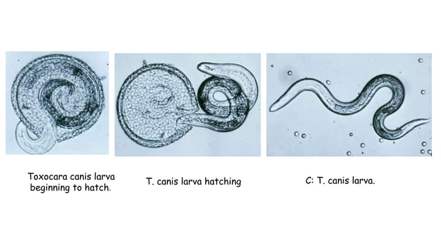 TOXOCARIASIS.pptx in depth review of toxocariasis | PPT